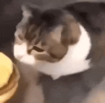 Here Kitty You Can Has Cheeseburger  Here Kitty You Can Has