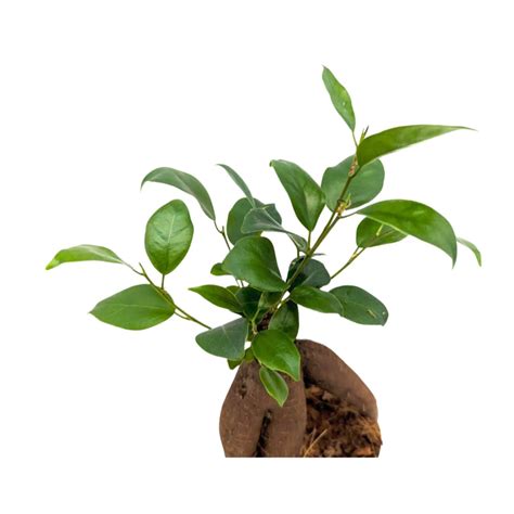 Ficus Microcarpa Ginseng Bonsai Ficus Leaf Culture