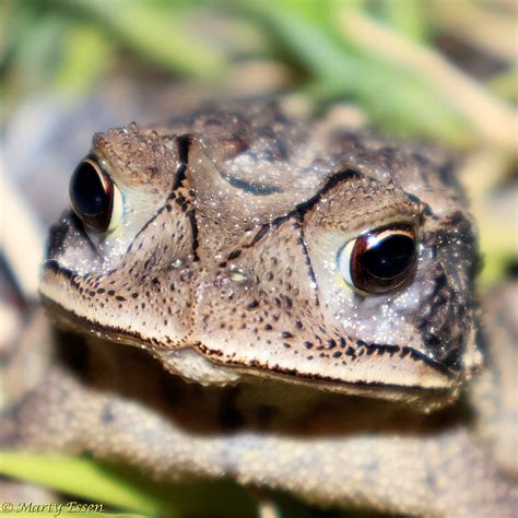 Cute Toad Around The World With Marty Essen