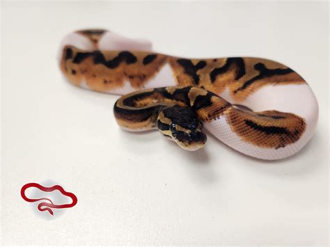 Python Royal Ball Python Appalaches Reptiles