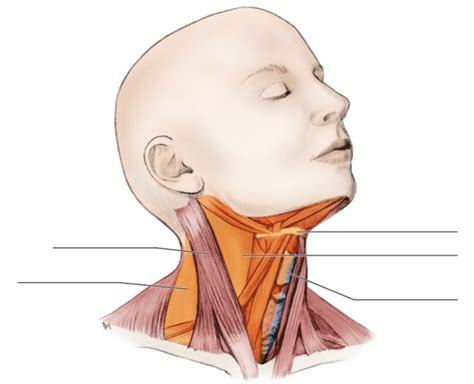 Neck Diagram Quizlet