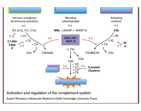 Activation And Regulation Of The Complement System Quiz