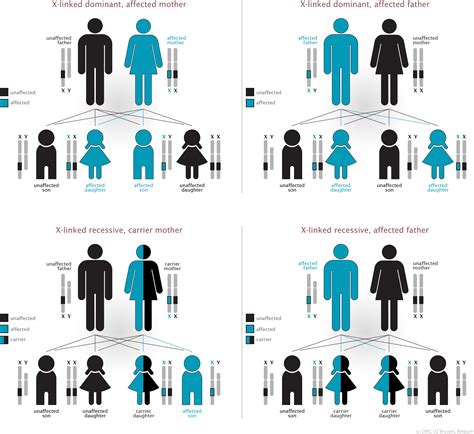 Sex Linked Disorders Genetics Uzb Website