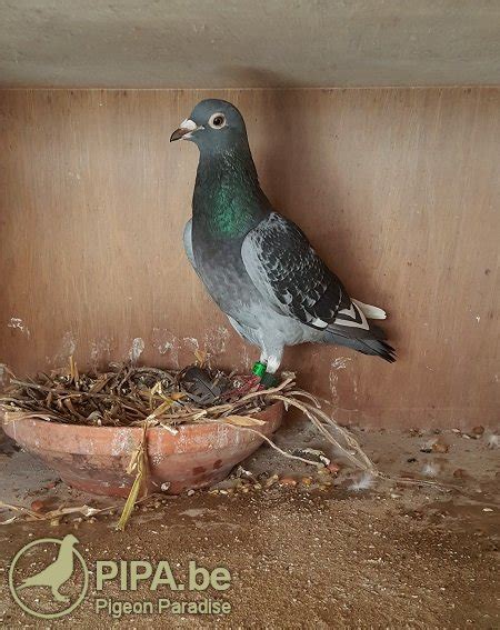 Kees Droog Andijk Nl Mag Zich Nationaal Winnaar Noemen Van De Koninginneklassieker Barcelona