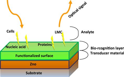 Optical Biosensor Scheme Based On Zno Download Scientific Diagram