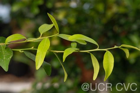 Severinia Disticha Givaudan Citrus Variety Collection At Ucr