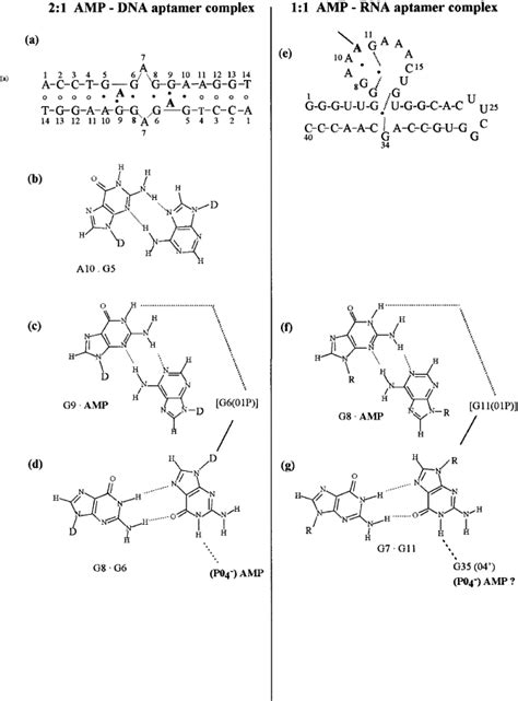 Hydrogen Bonding In Dnapairs