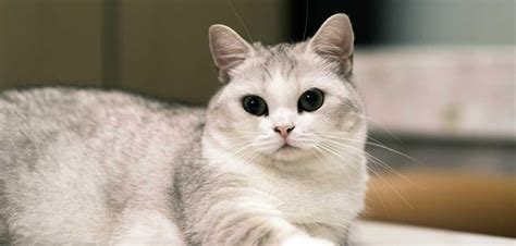 How To Tell If A Munchkin Cat Is Purebred 5 Key Traits Munchkin Cats For Sale Adopt Healthy