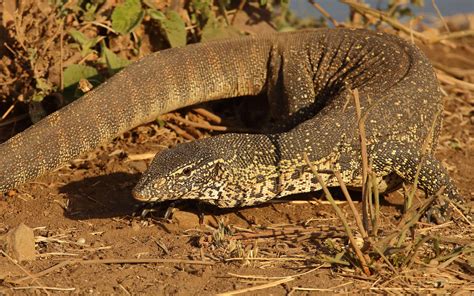 Monitor Lizards Kloof Conservancy The Leopards Echo