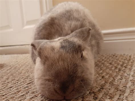 Goodnight Reddit Rbunnies