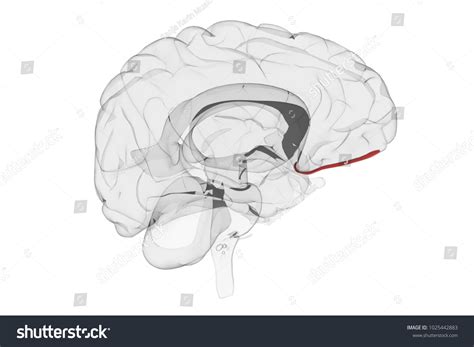 3d Render Anatomically Correct Human Brain Stock Illustration 1025442883