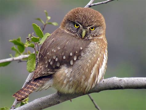 Chuncho Austral Ebird