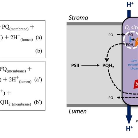 Pdf Regulatory Roles Of The Cytochrome B6f Complex In Redox Sensing And State Transitions In