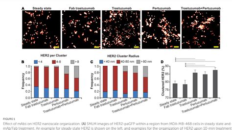 Figure 1 From Using Quantitative Single Molecule Localization Microscopy To Optimize Multivalent