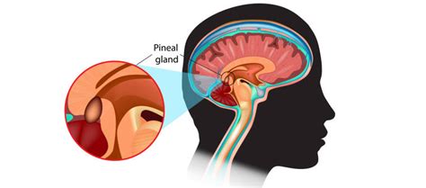 The Pineal Gland Decoding The Secrets Of The Third Eye Very Big Brain