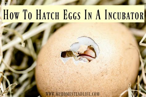Egg Incubator How To Hatch Eggs My Homestead Life