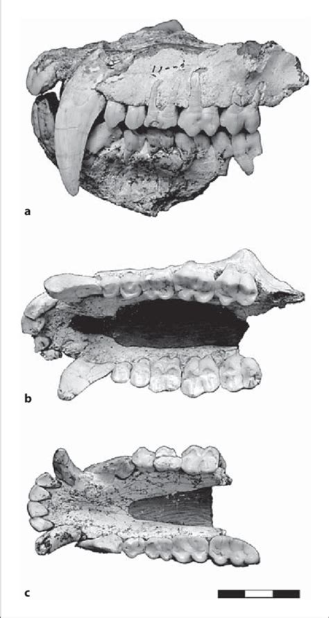 Paradolichopithecus Wikipedia