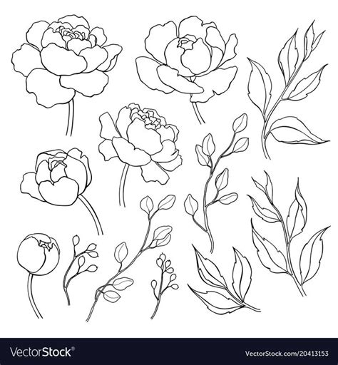 Simple Peony Drawing