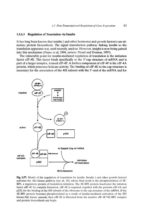 Insulin Cascade Activation Big Chemical Encyclopedia