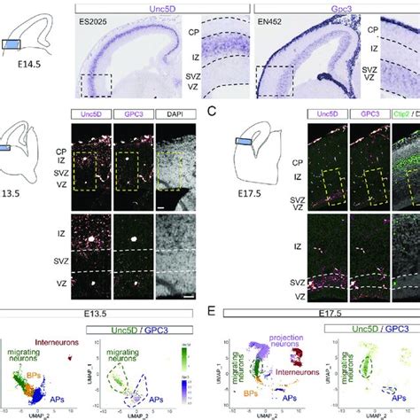 Calculation Of The Fih Dose From Mabel And Noael The Fih Dose From Download Scientific Diagram