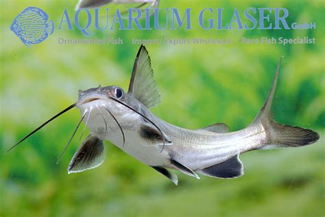 Ariopsis Simonsi Formerly Arius Jordani Or Hexanematichthys Seemanni Aquarium Glaser Gmbh