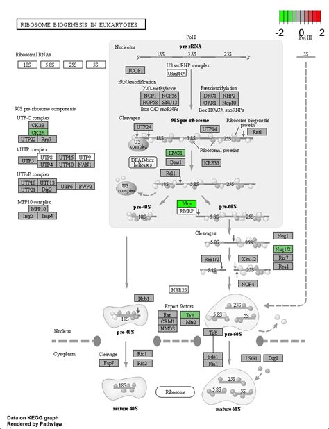 Introduction To Differential Gene Expression Analysis Functional Analysis For Rna Seq