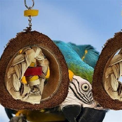 Arranging Your Birds Cage The Cage Canopy Concept Windy City Parrot