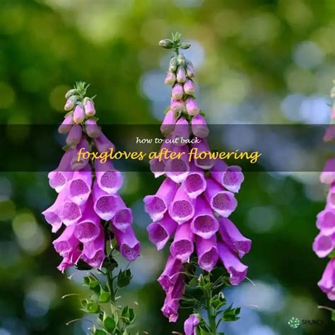 5 Tips For Pruning Foxgloves After Blooming Shuncy