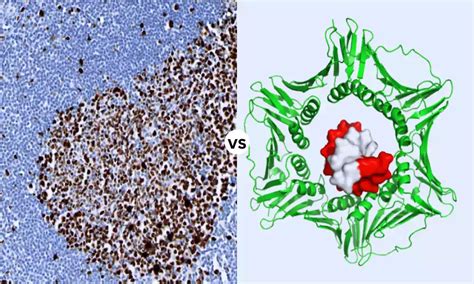 Difference Between Simple Squamous And Simple Cuboidal The Novel