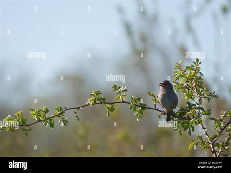 Cute Dunnock Singing While Standing On A Narrow Tree Branch With Leaves