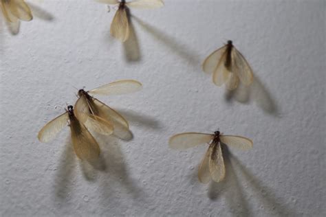 Do I Have Flying Ants Or Termites