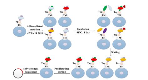 Antibody Affinity Maturation Service Kmd Bioscience Provides