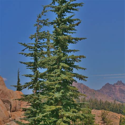 Tsuga Mertensiana Calflora