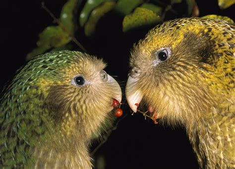 Introducing The Kakapo The Loser In The Evolutionary Lottery Album