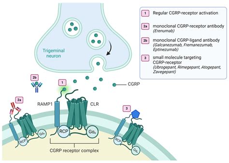 Novel Calcitonin Gene Related Peptide Cgrp Interfering Migraine