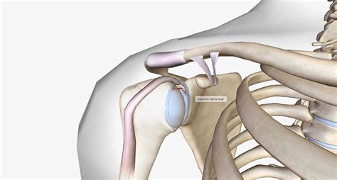 Premium Photo A Superior Labral Tear Is When A Lesion Is Found In The