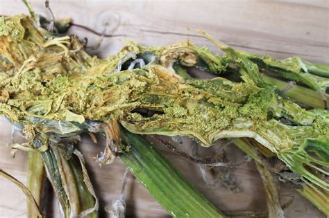 Squash Vine Borer Extension Entomology