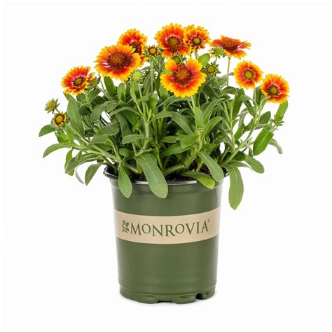 Monrovia Multicolor Blanket Flower Plant In 2 5 Quart Pot Nursery At