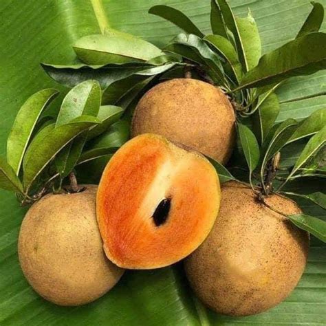 Cây Giống Sapo Mexico Hana Garden Hoa Kiểng Cần Thơ Facebook