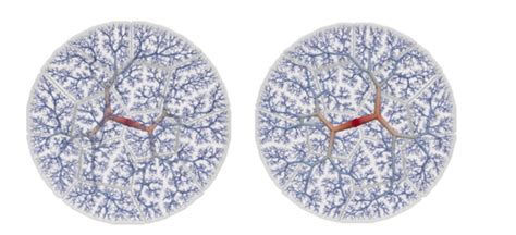 Home Stretch A Mathematical Perspective On The Placenta