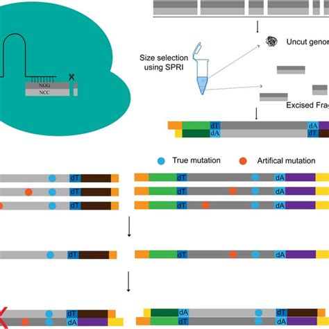 The Basic Workflow For Crispr Ds 18 A Sequence Selection By The Size Download Scientific