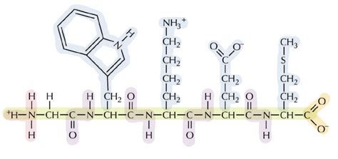 Protein Structure Diagram Quizlet