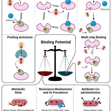 Enzyme Drug Interaction Characteristics Of Antibiotics And Their
