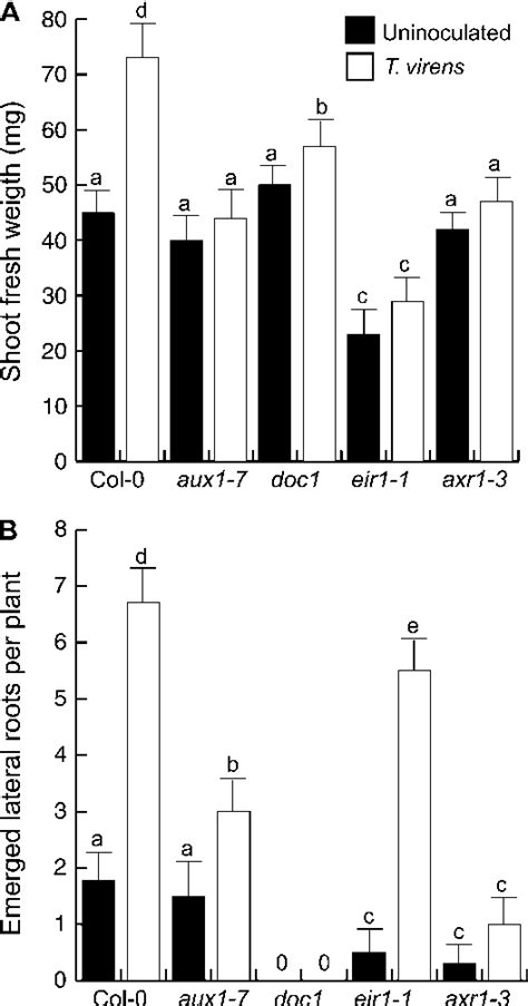 Figure 1 From Trichoderma Virens A Plant Beneficial Fungus Enhances Biomass Production And