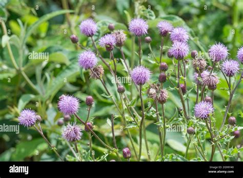 Weed Purple Flower