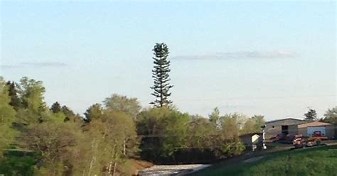 3g Palm More Like Ltree Imgur