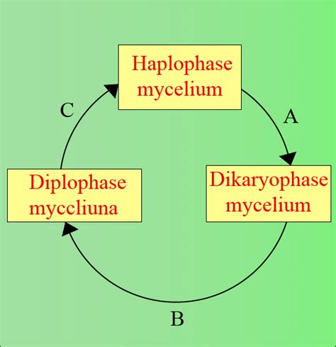 Given Is The Representation Of The Life Cycle Of Members Of Classes Ascomycetes And