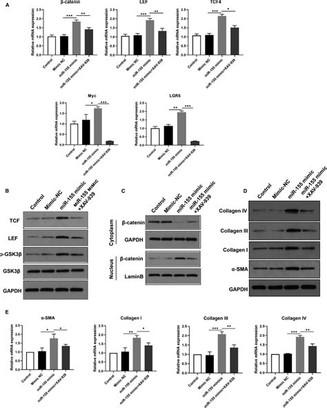The Activation Of Wnt β‐catenin Signalling Pathway Is Required For Download Scientific Diagram