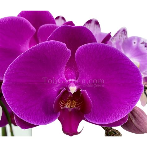 Multicolour Phalaenopsis Seasonal Orchid Singapore
