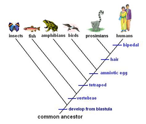 Process Evolutionary Cladograms Webquest